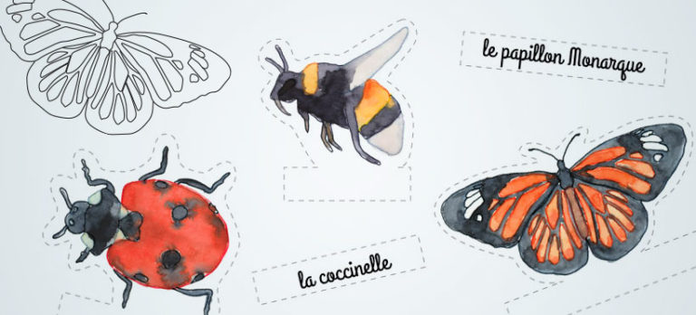 Apprendre le nom des insectes - Partie 1 - Kilou