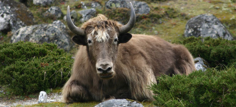 Y comme Yack - Kilou